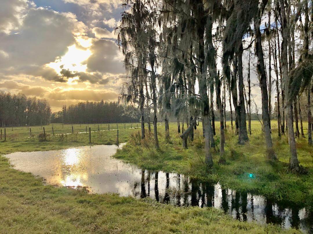 Green-Swamp - LkldNow