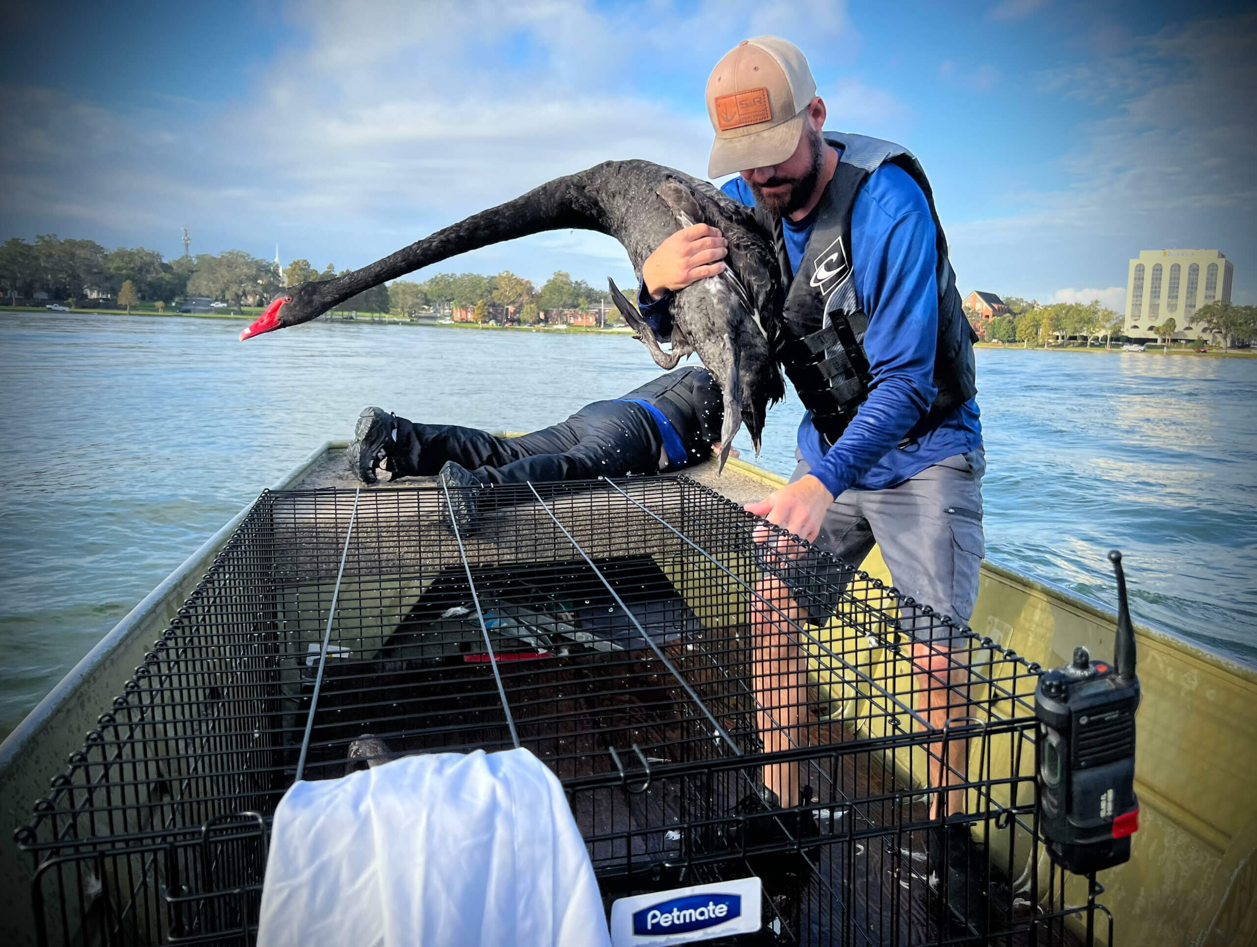 Photo Gallery: 42nd Annual Swan Roundup in Lakeland - LkldNow