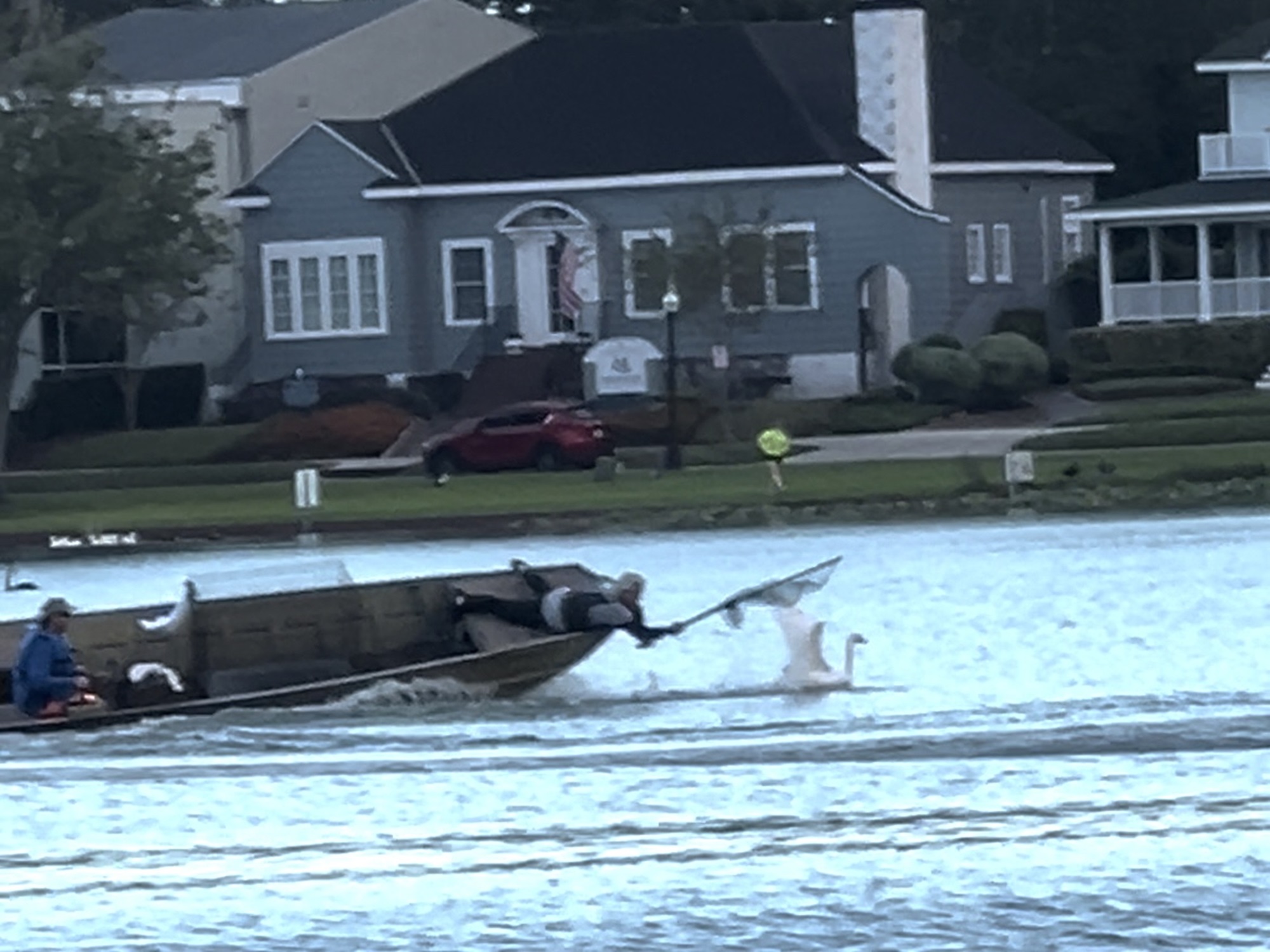 Swan roundup 2024 2 - LkldNow