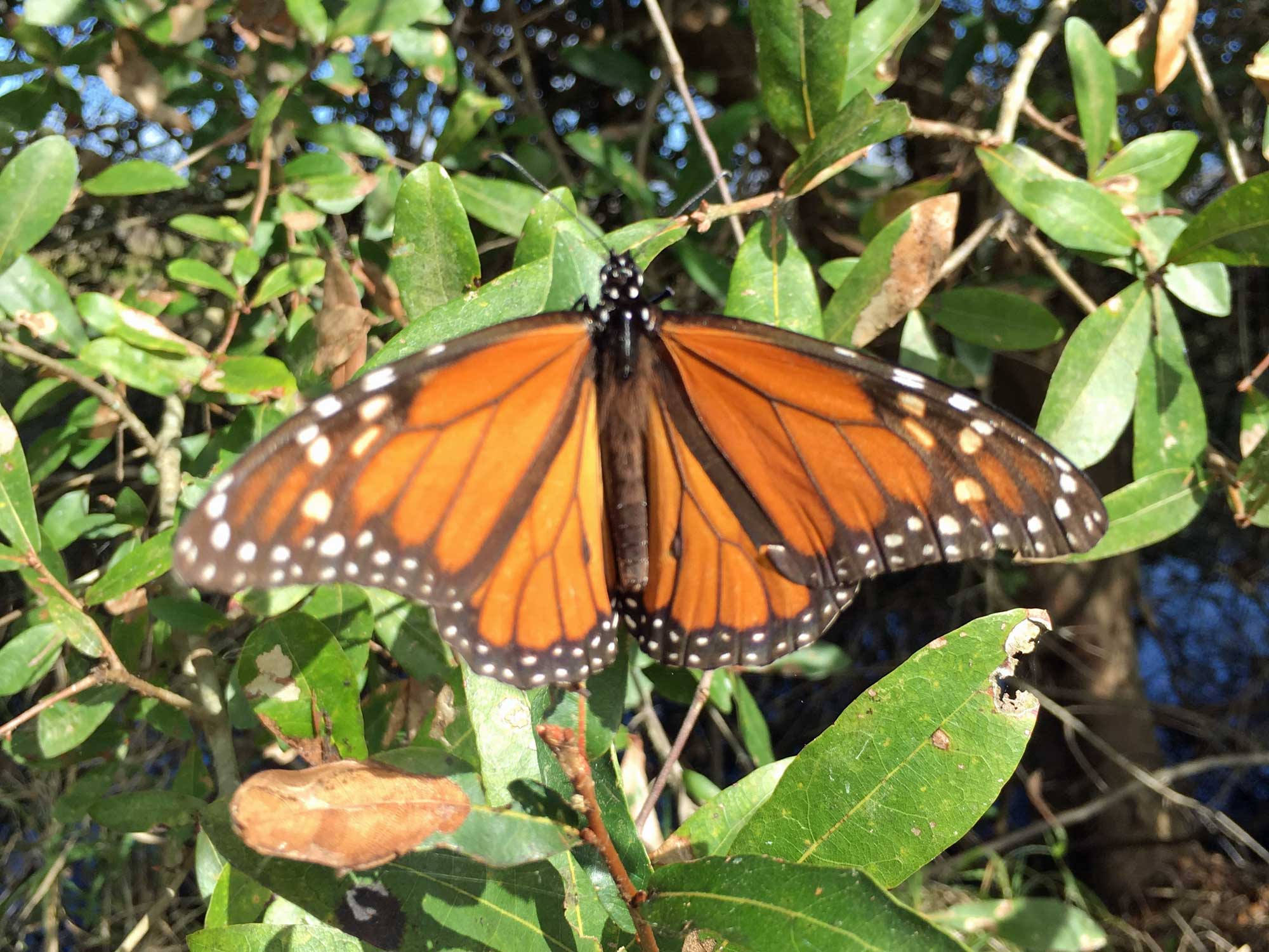 Marsh Rabbit Run Trail Reopens at Circle B Bar Reserve - LkldNow