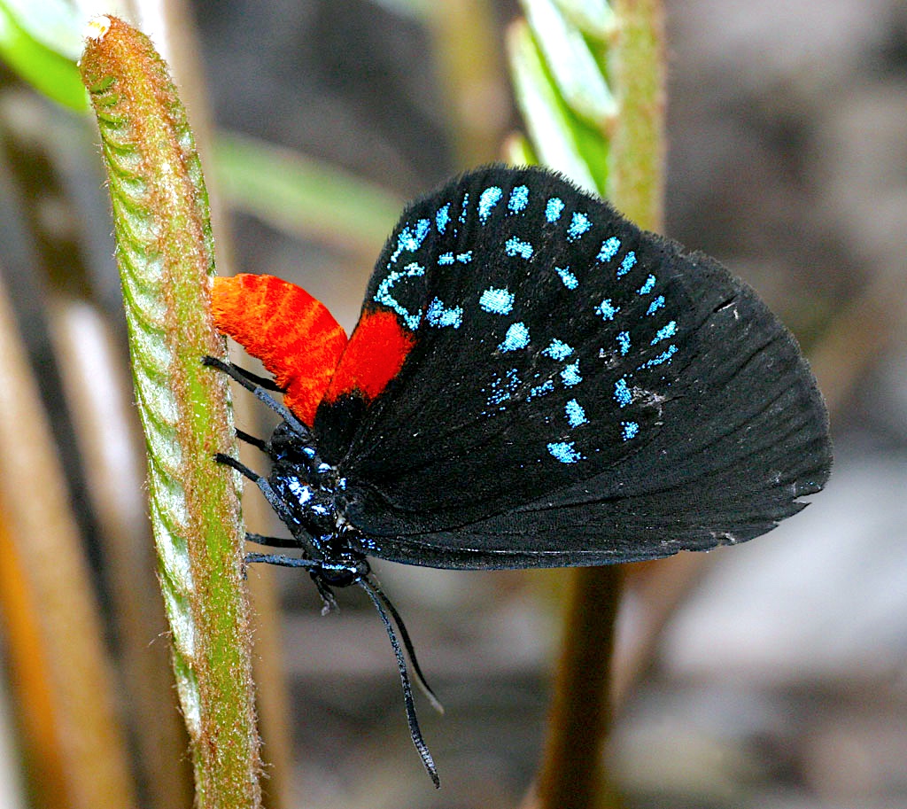 Monarch and Atala Butterflies Thrive in Lakeland - LkldNow